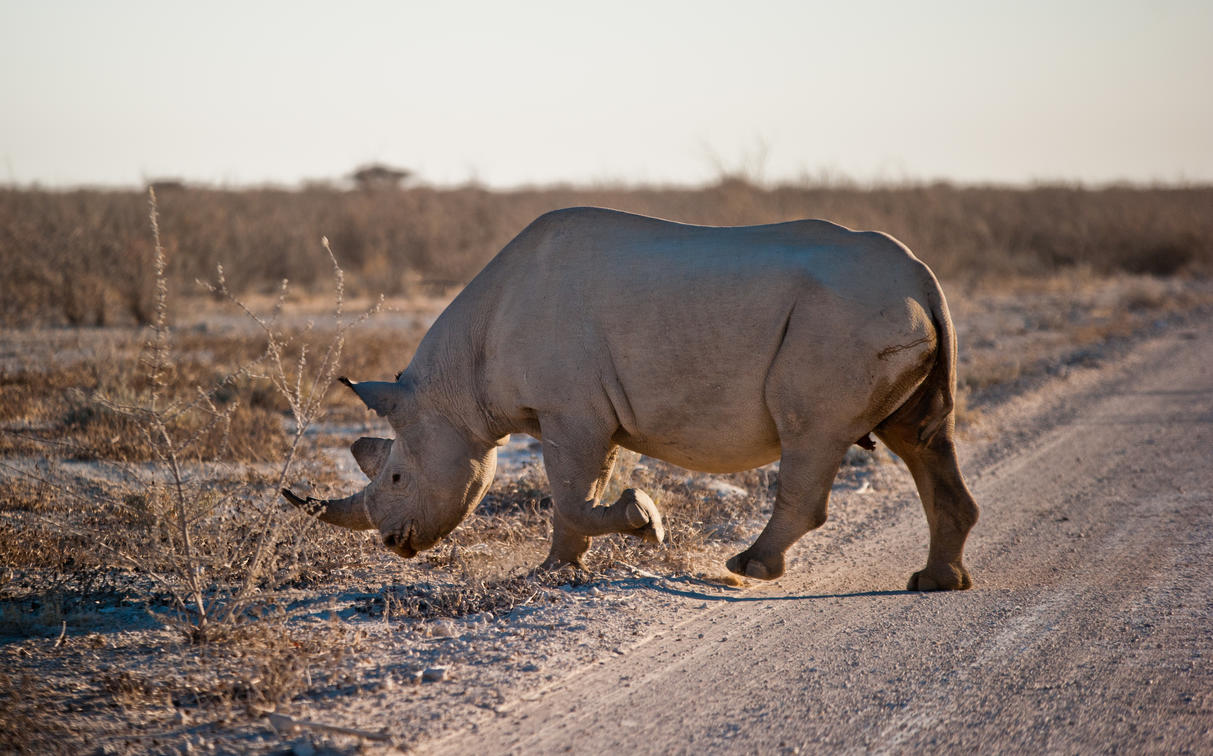Etosha King Nehale Gondwana Collection Namibia - Enjoy