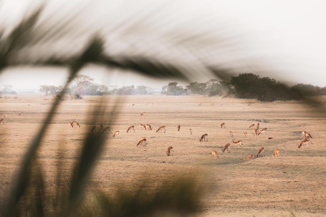 Wilderness Shumba - Gallery