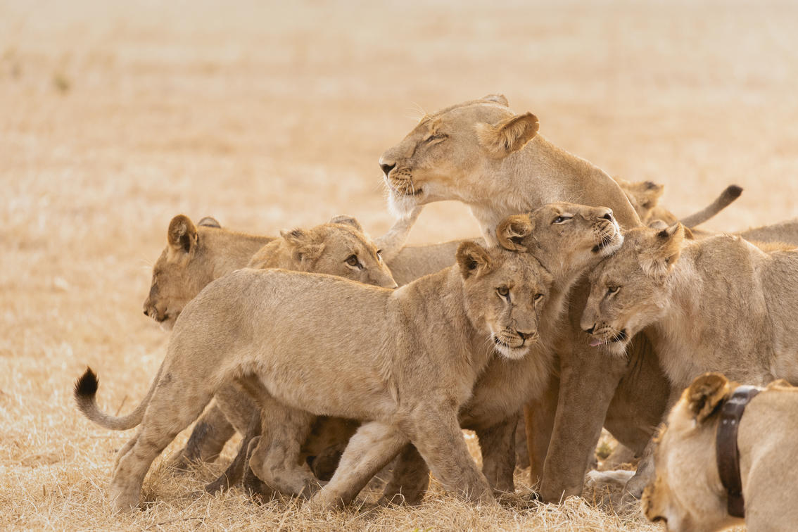 Wilderness Shumba - Gallery