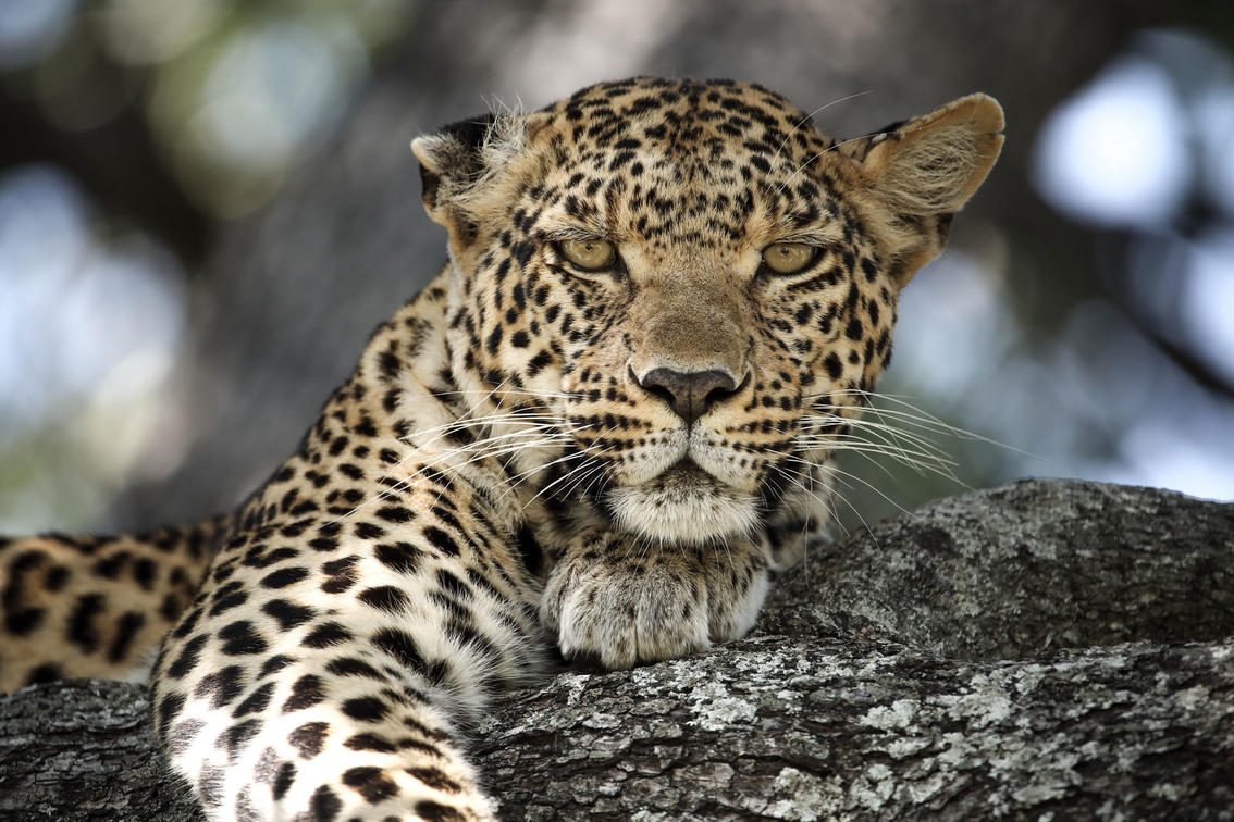 Wilderness Mombo - Gallery